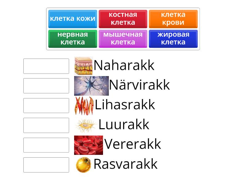 Inimkeha rakud - Match up