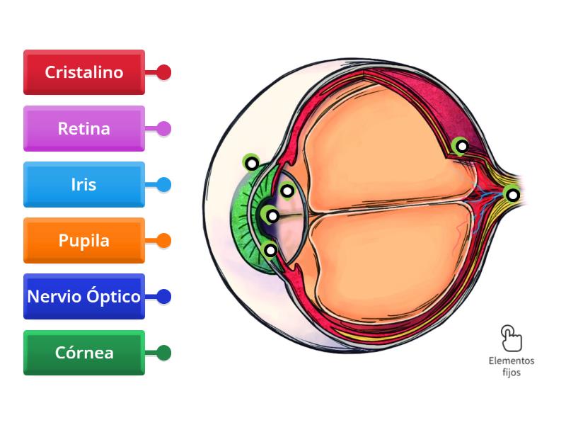Sentido de la Vista - Labelled diagram
