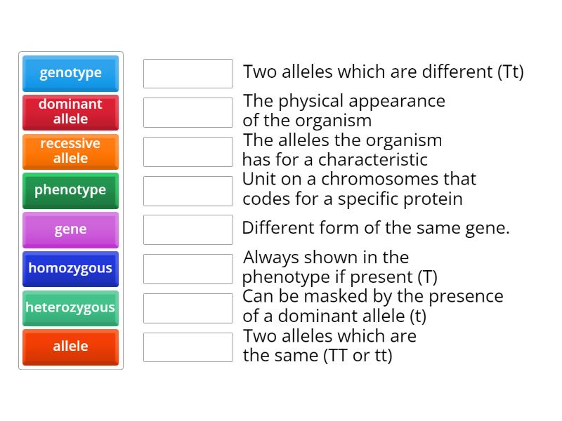 Genetic vocabulary - Match up