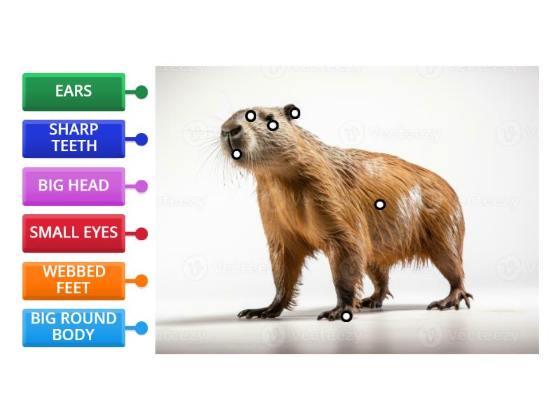CAPYBARA BODY PARTS - Labelled diagram