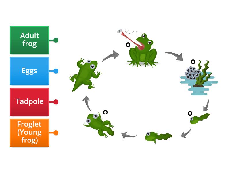 Frog life cycle - Labelled diagram