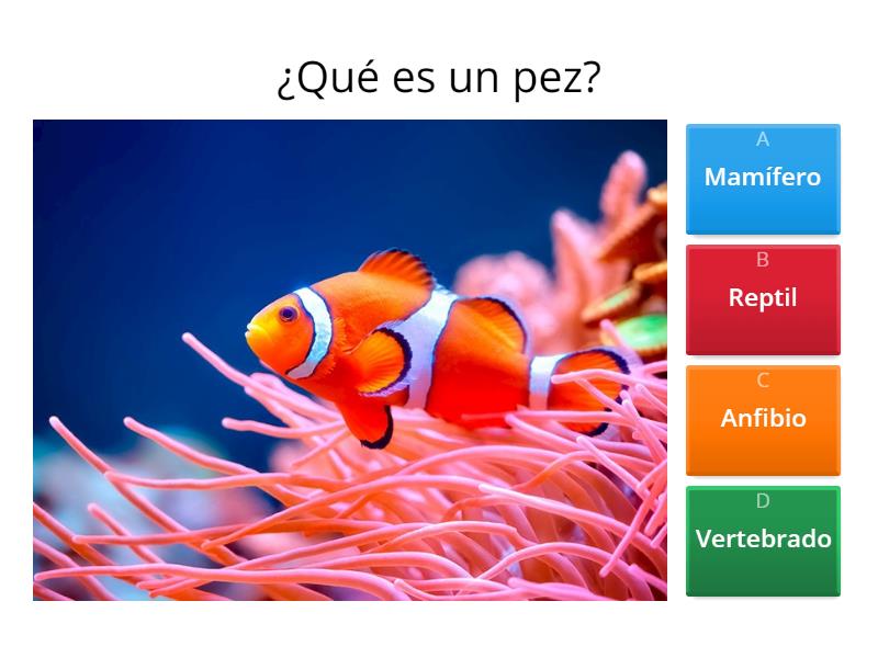 Conociendo los Peces - Cuarto Grado - Quiz