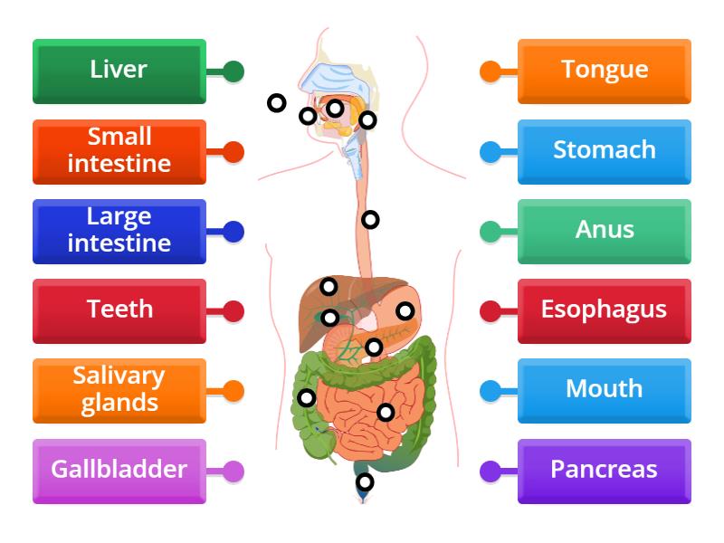 The Human Digestive System 2 - Labelled diagram