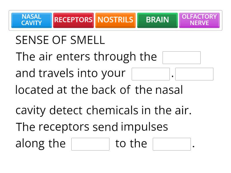 Sense of smell and taste. How do they work? - Complete the sentence