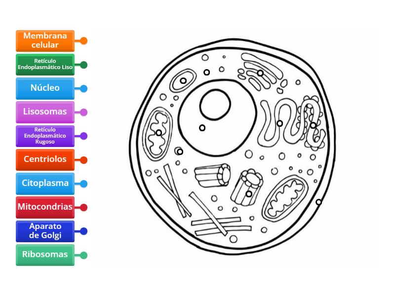 estructura celular animal - Labelled diagram
