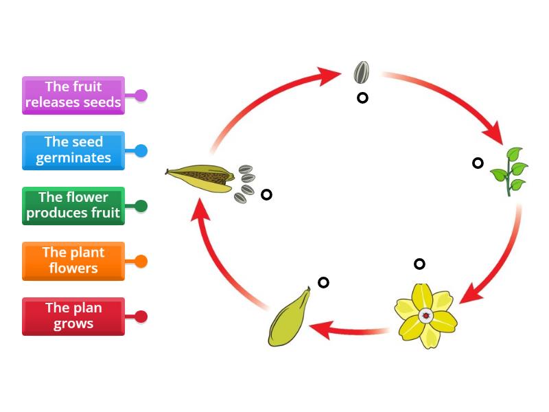 PLANT LIFE CYCLE - Labelled diagram