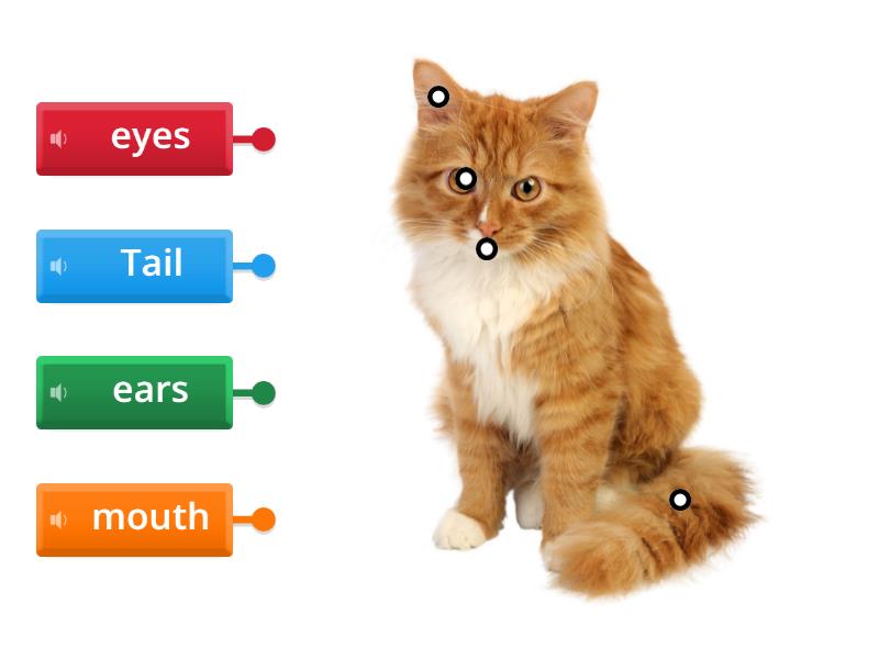 Cat body parts - Labelled diagram