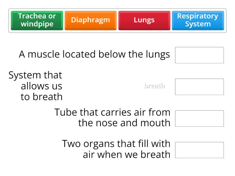 ٌRespiratory system - Match up