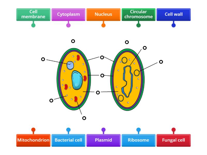 Bacterial & Fungal Cell Structures - Labelled diagram