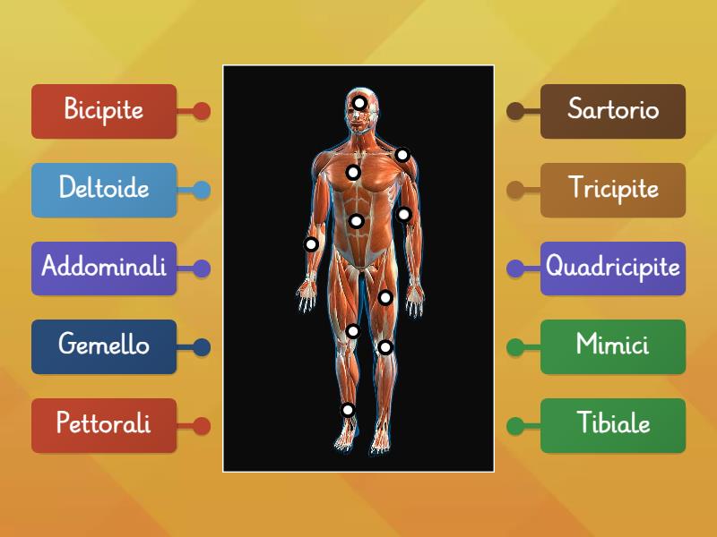 Apparato Muscolare - Labelled diagram