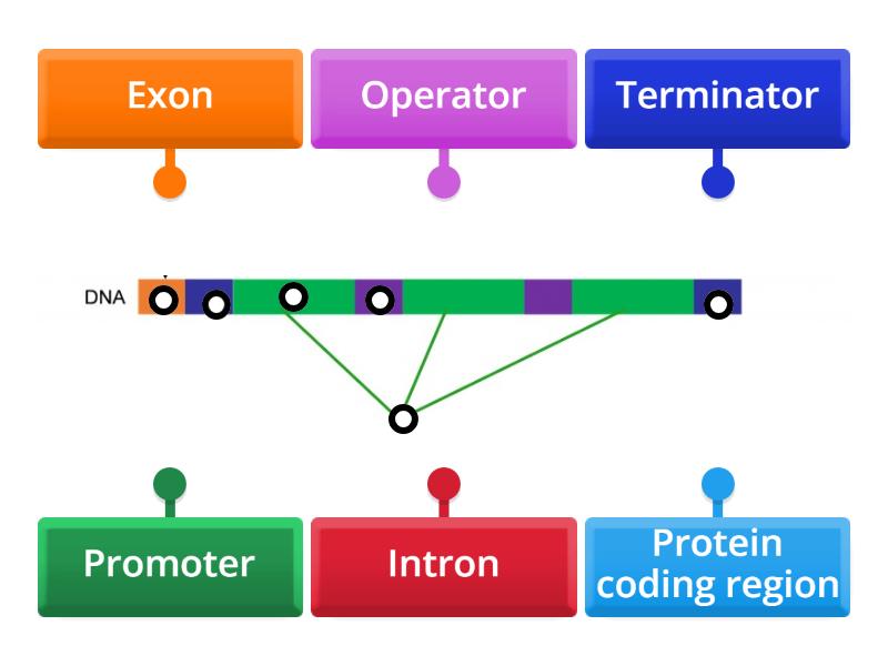 Gene anatomy - Labelled diagram