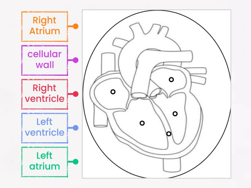The structure of the Heart - Labelled diagram