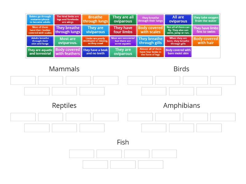 Vertebrate Animals - Group sort