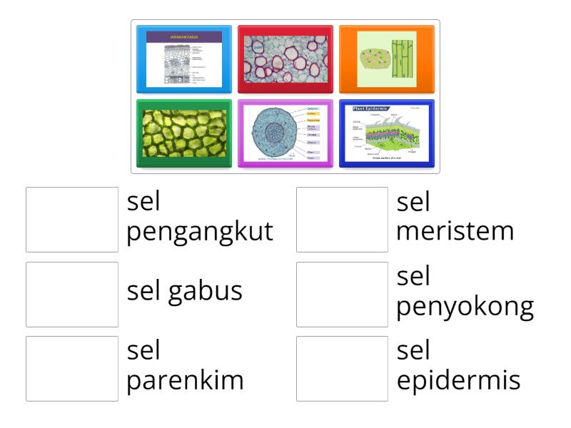 macam sel tumbuhan - Associação