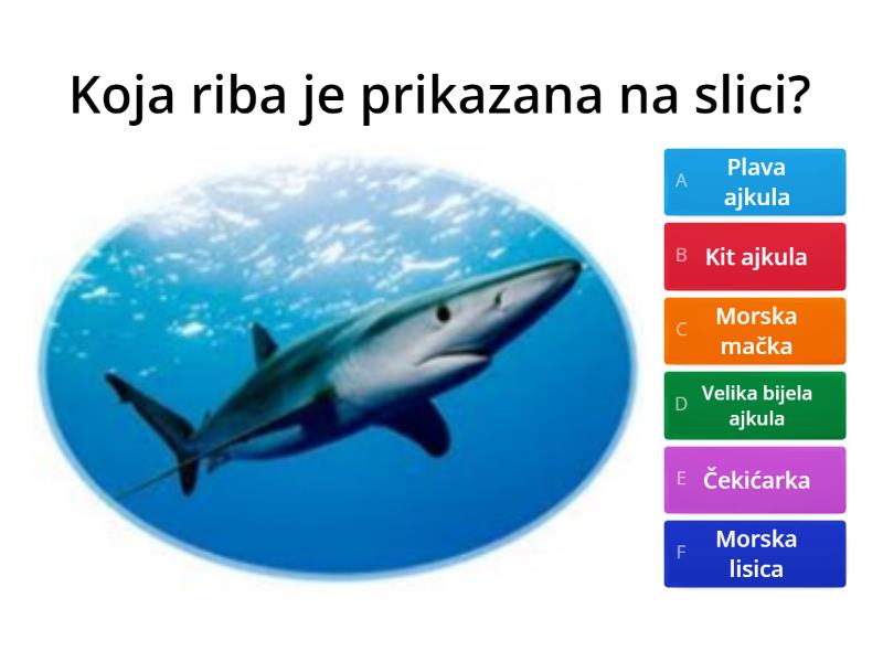 Prepoznavanje riba - Quiz