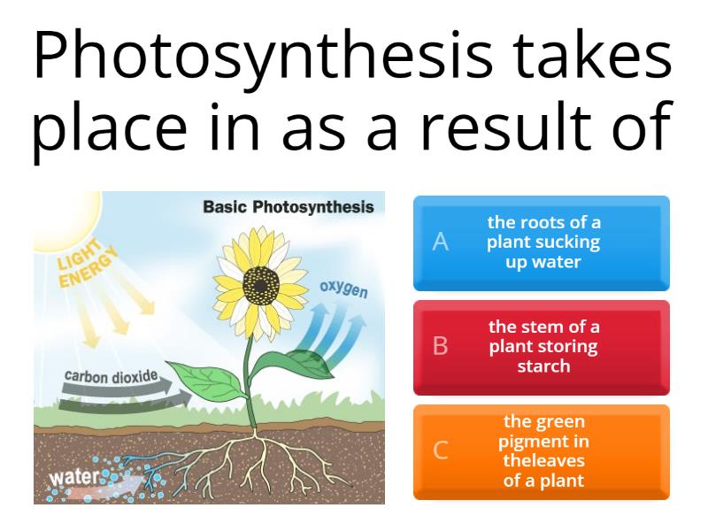 photosynthesis - Quiz