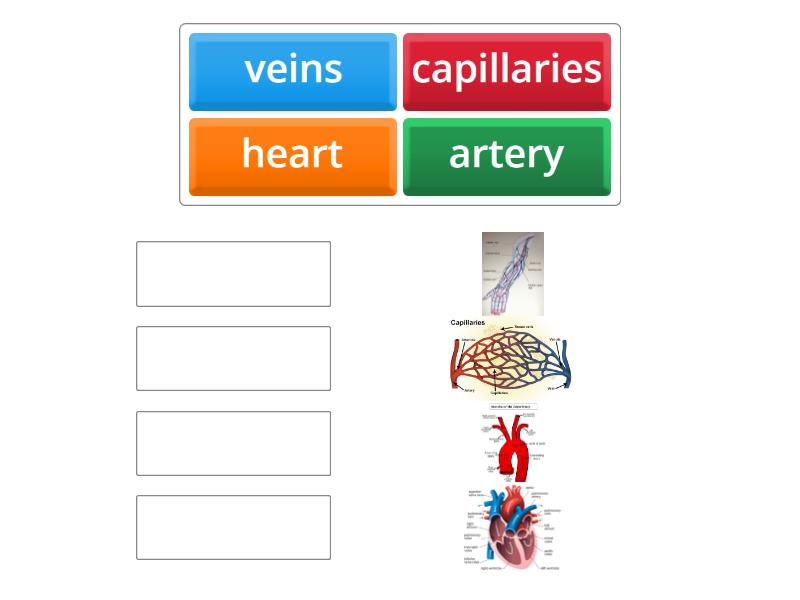 Circulatory system - Match up
