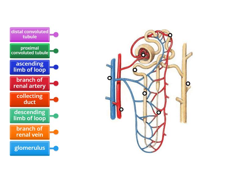 Kidney Nephron labelling exercise - Labelled diagram