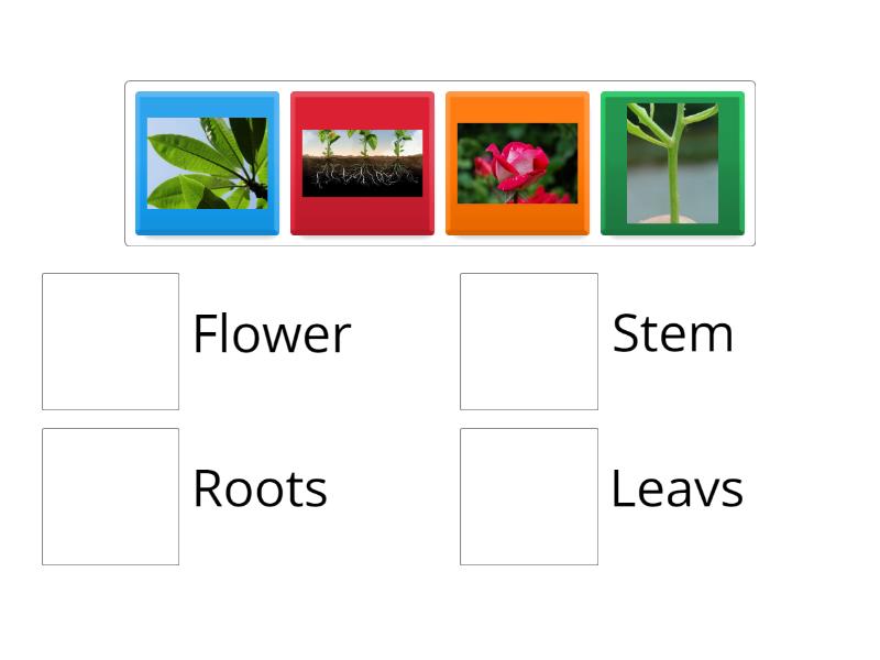 Plant parts Matching - Match up