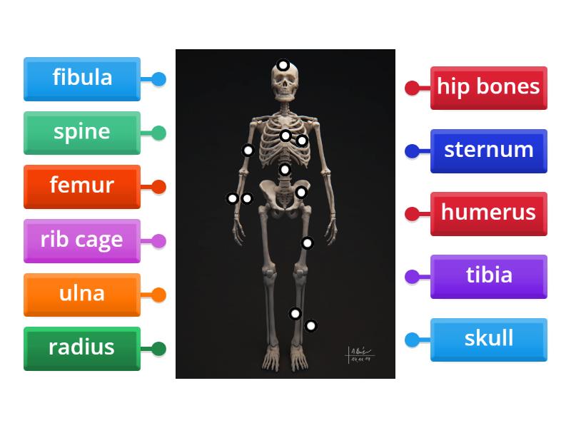 Skeleton - Labelled diagram