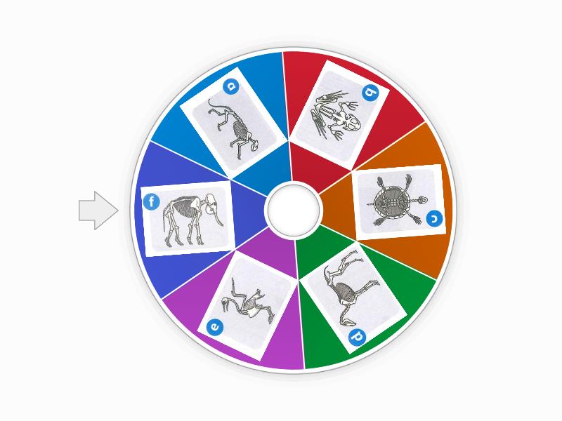 Match the skeleton - Spin the wheel