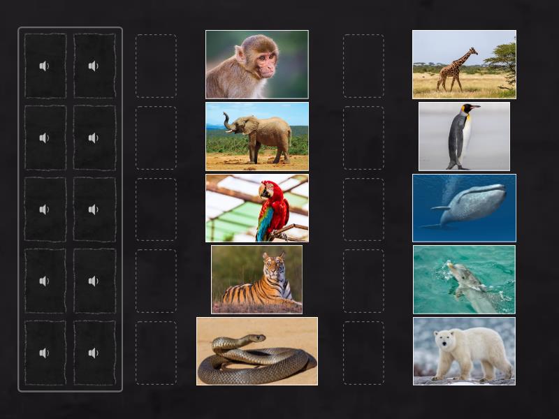 Animals. Prepare 7. Unit 2 - Une las parejas