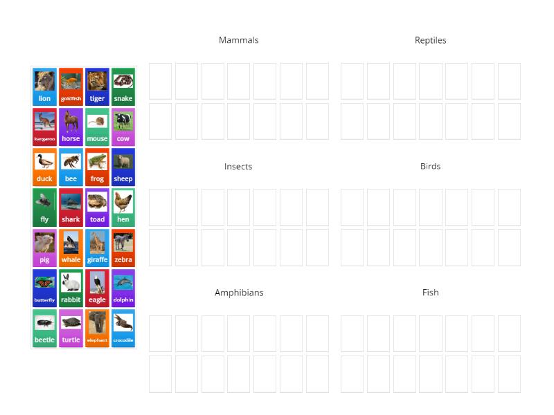 Options 3 Module 1 Animal classification - Group sort