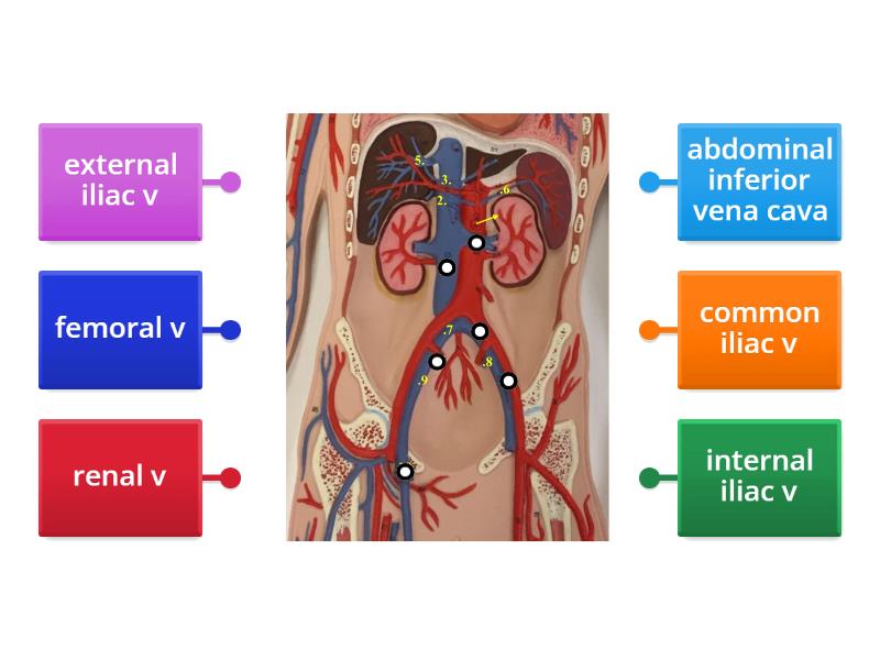 veins (abdomen and lower extremity) - Labelled diagram