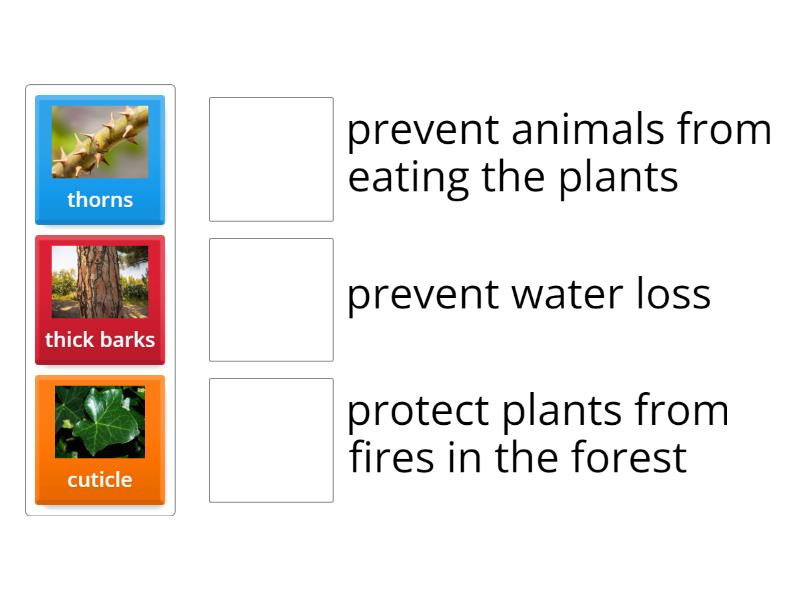 External structure of plants - Match up