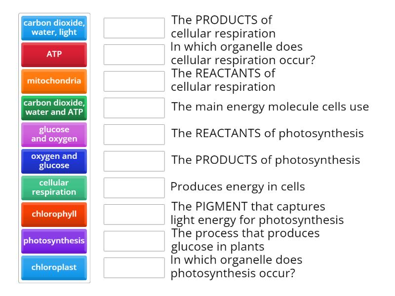 Photosynthesis & Cell Respiration - Match up