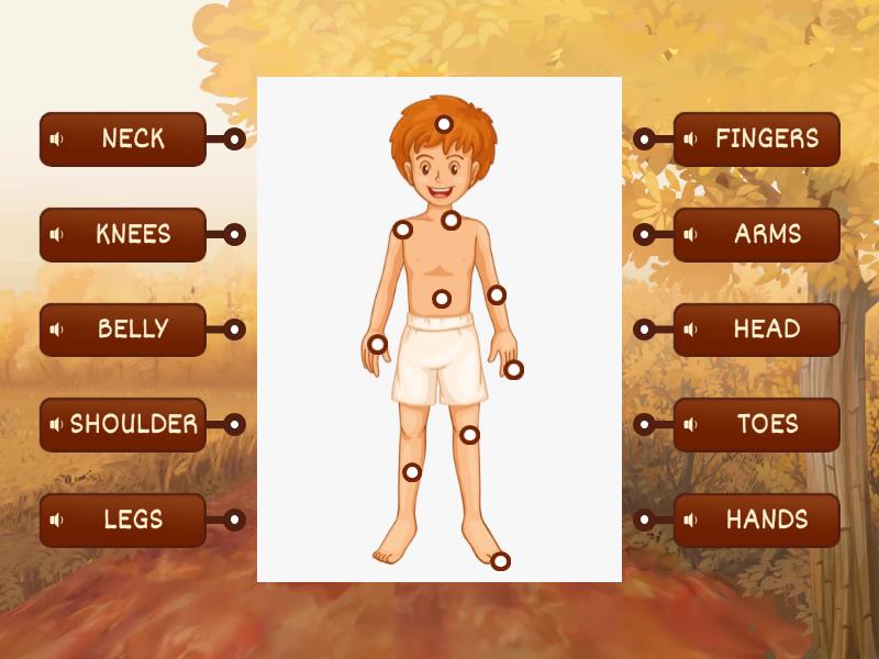 BODY - Labelled diagram