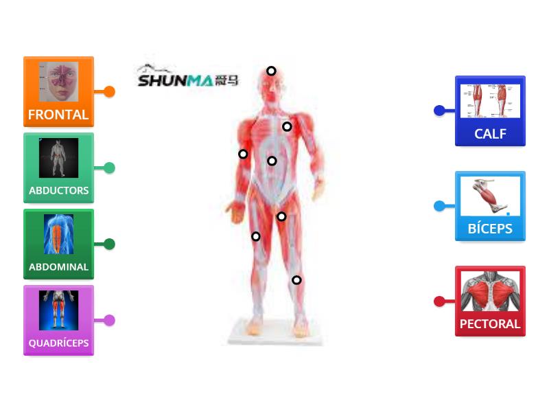 MUSCLES - Labelled diagram