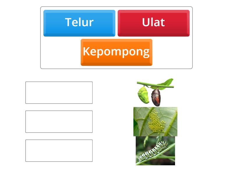 Memasangkan Kata dengan Gambar - Match up