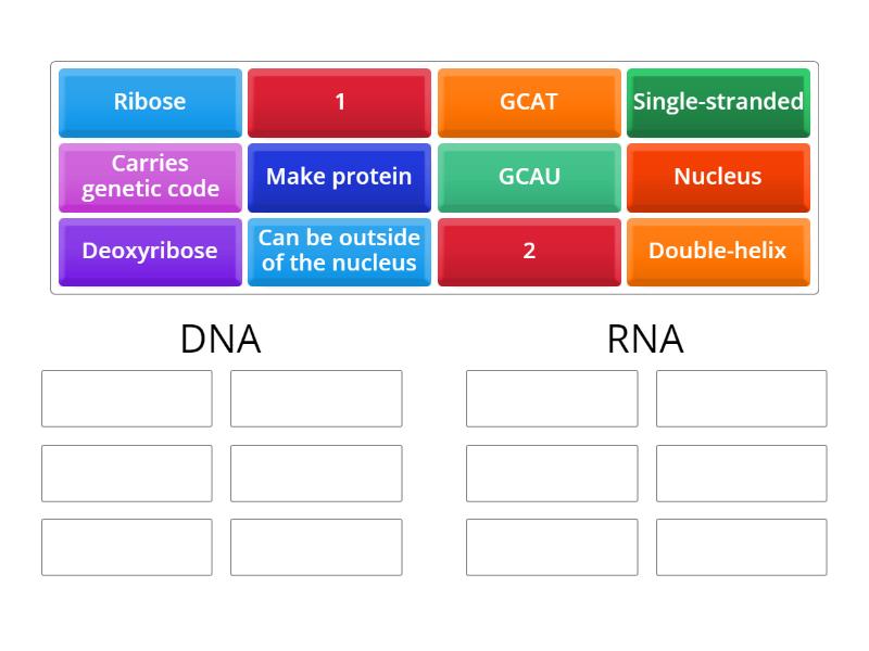 DNA VS. RNA - Group sort