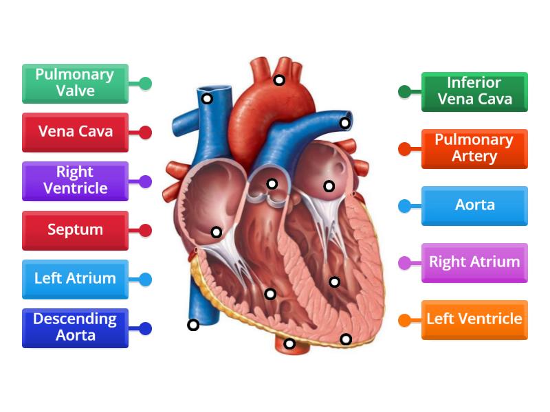 Heart Structure - Labelled diagram