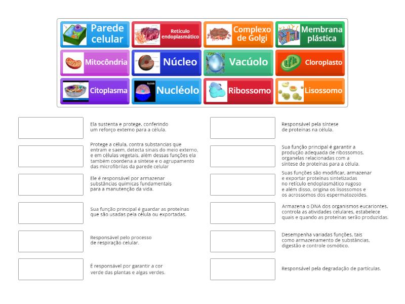 Citologia - organelas da célula animal e vegetal e suas funções - Match up