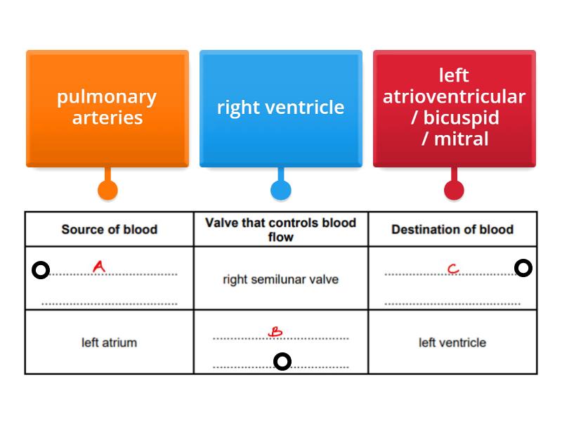 Heart valves and blood flow - Labelled diagram