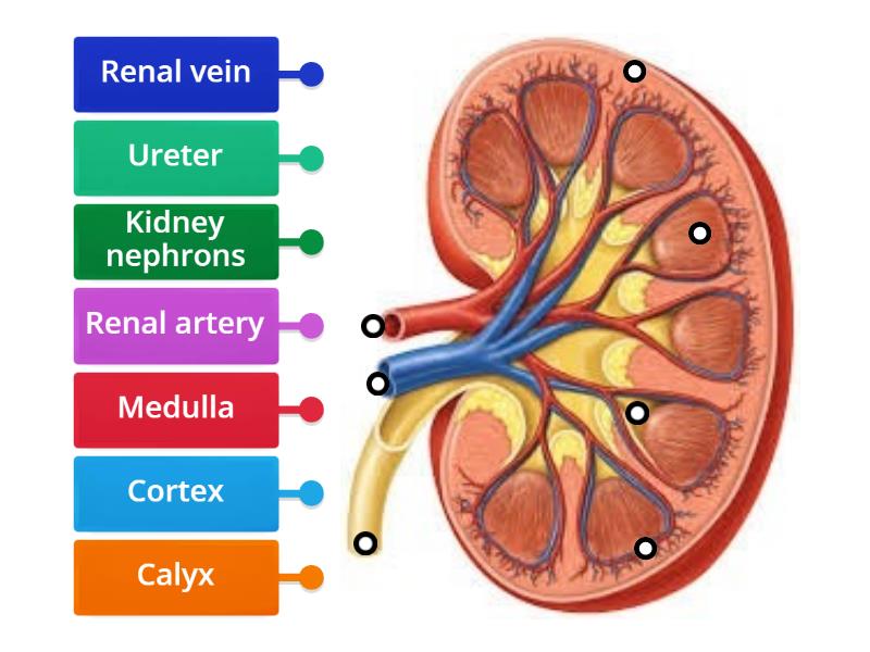 Kidney - Labelled diagram