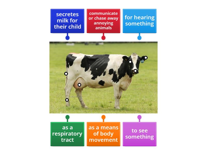 Body parts of cow's - Labelled diagram