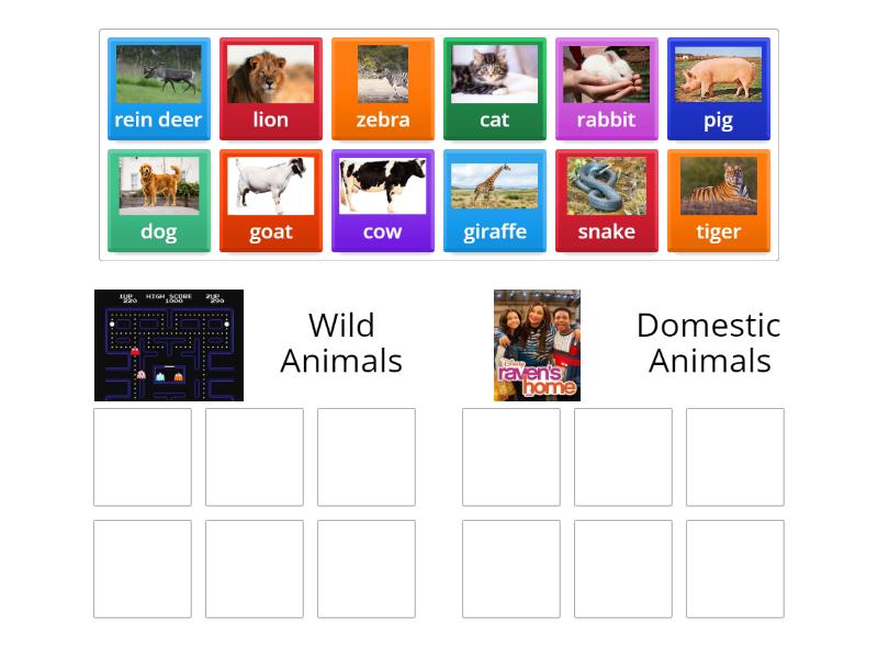 SORTING wild and domestic animals - Group sort