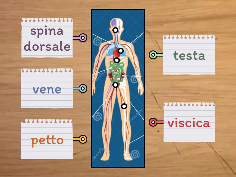 parti del corpo - Labelled diagram