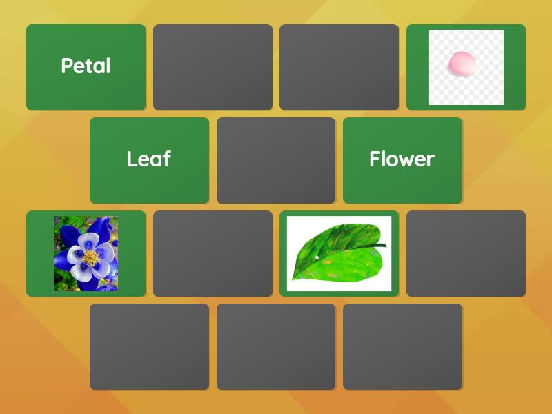 Parts of a plant - Matching pairs