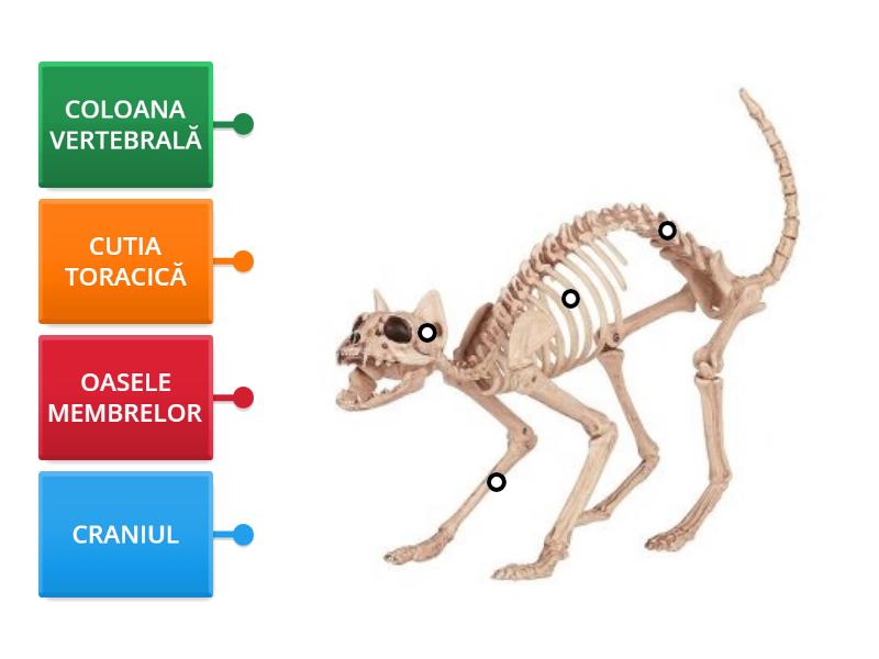 SCHELETUL ANIMALELOR- grupa 2 - Labelled diagram