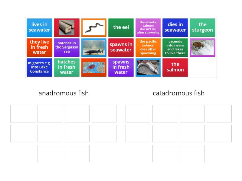 Migratory fish «anadromous» and «catadromous - Group sort