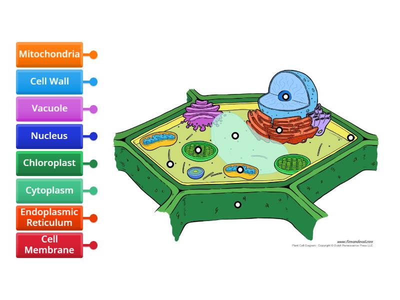 Plant Cell - Label Organelles - Labelled diagram