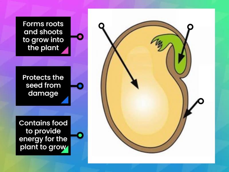 S1 BGE Seed Parts Functions - Labelled diagram
