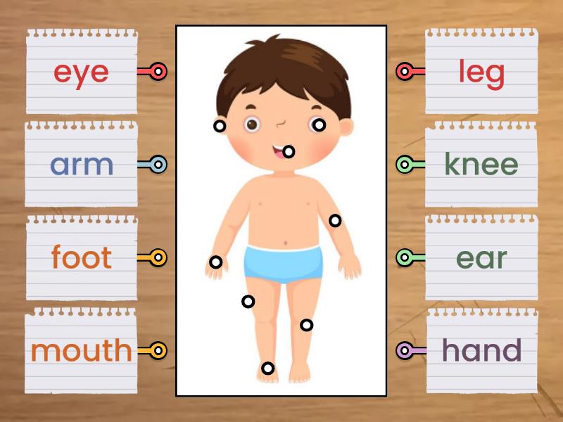 4 parts of the body - Labelled diagram