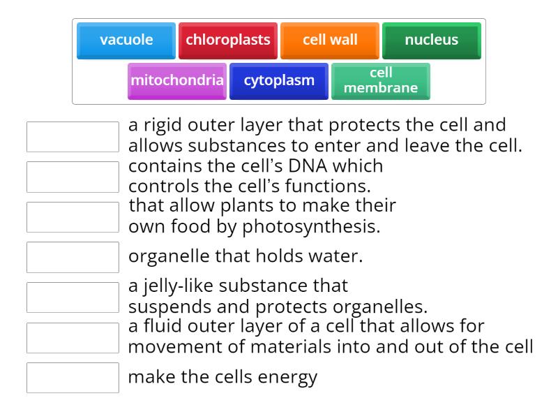 Cell Organelle Functions - Match up