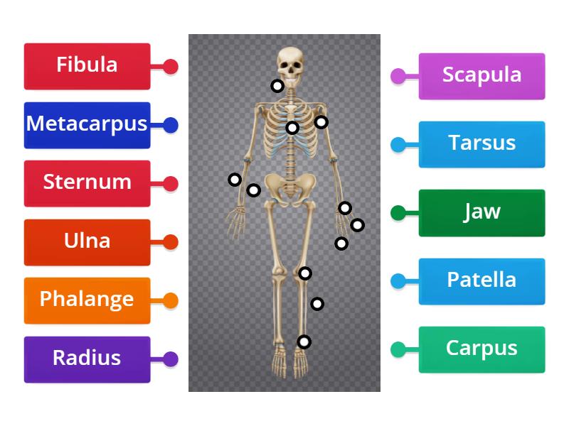 Skeleton 2 - Labelled diagram