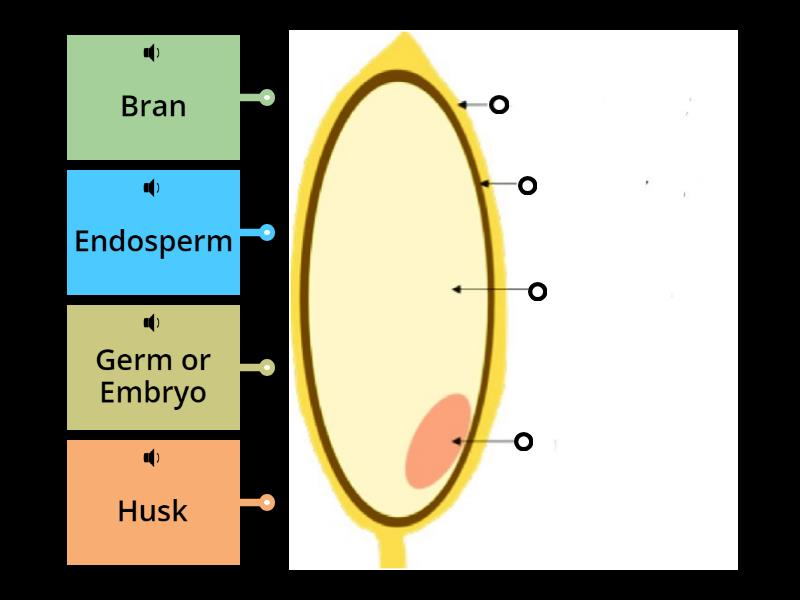 Rice Anatomy - Labelled diagram